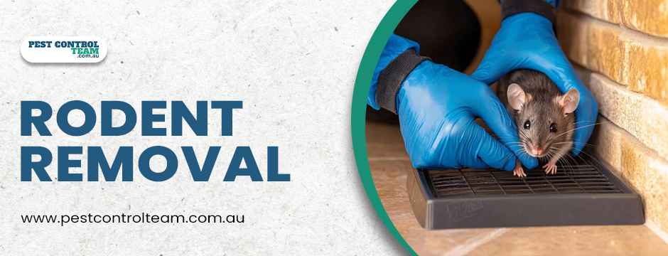 Expert Rodent Removal Services |Pest Control Team Australia